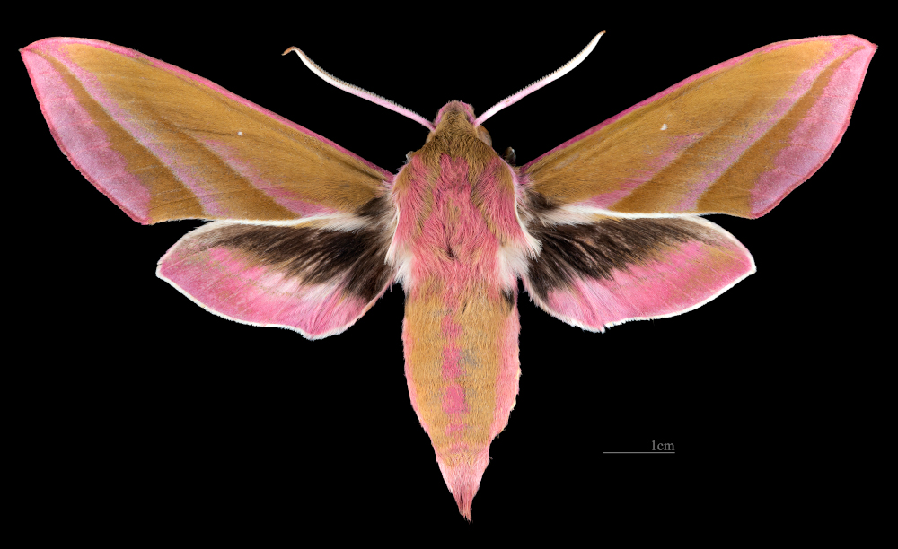 Elephant hawk moth – Journeys of Heart and Mind